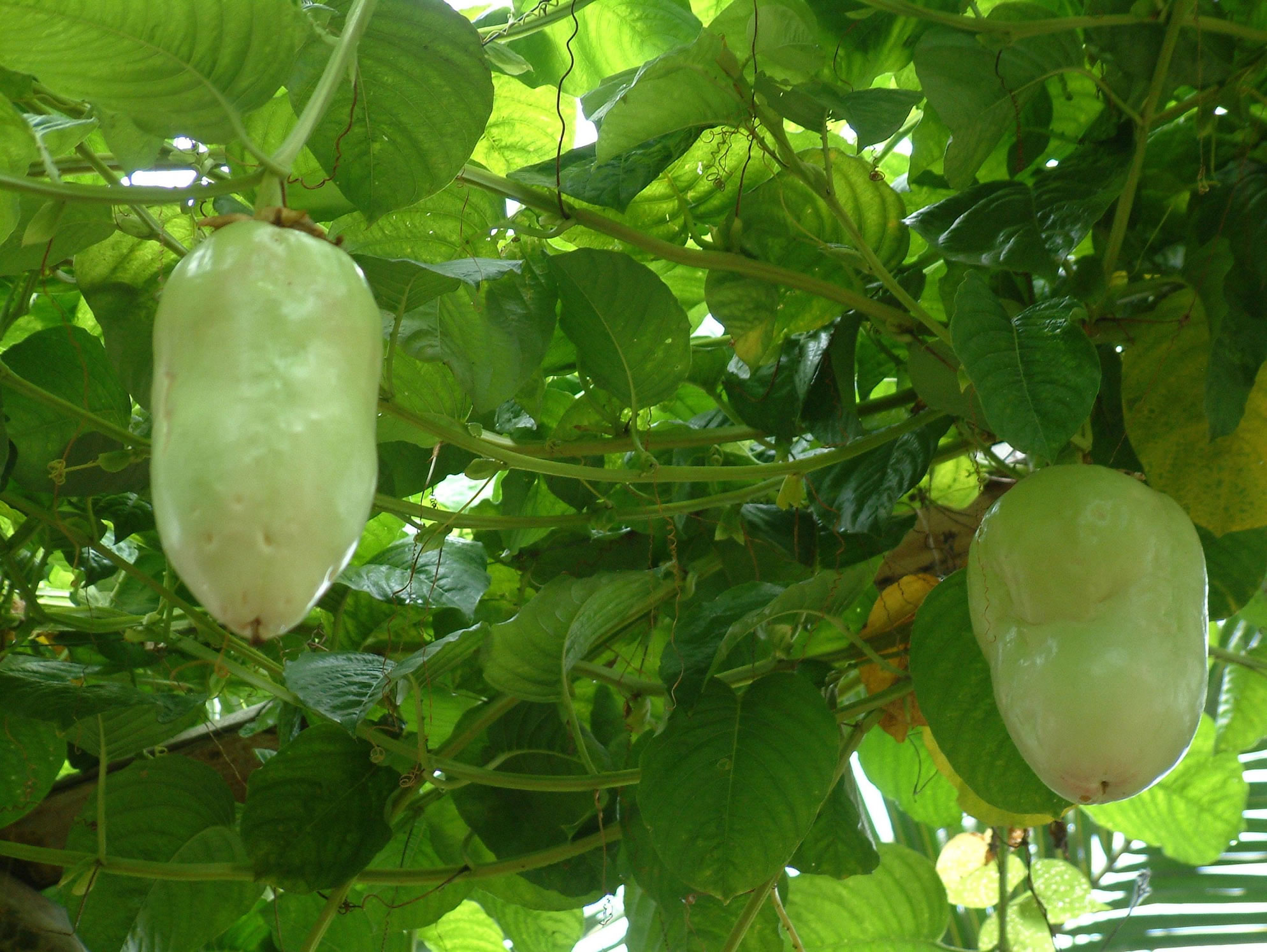 Medicina Oculta y Magia Práctica - Samael Aun Weor