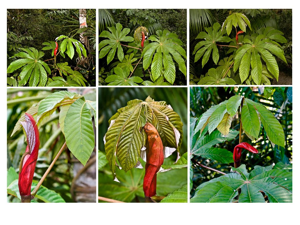 Medicina Oculta y Magia Práctica - Samael Aun Weor