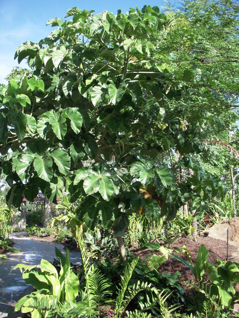 Medicina Oculta y Magia Práctica - Samael Aun Weor