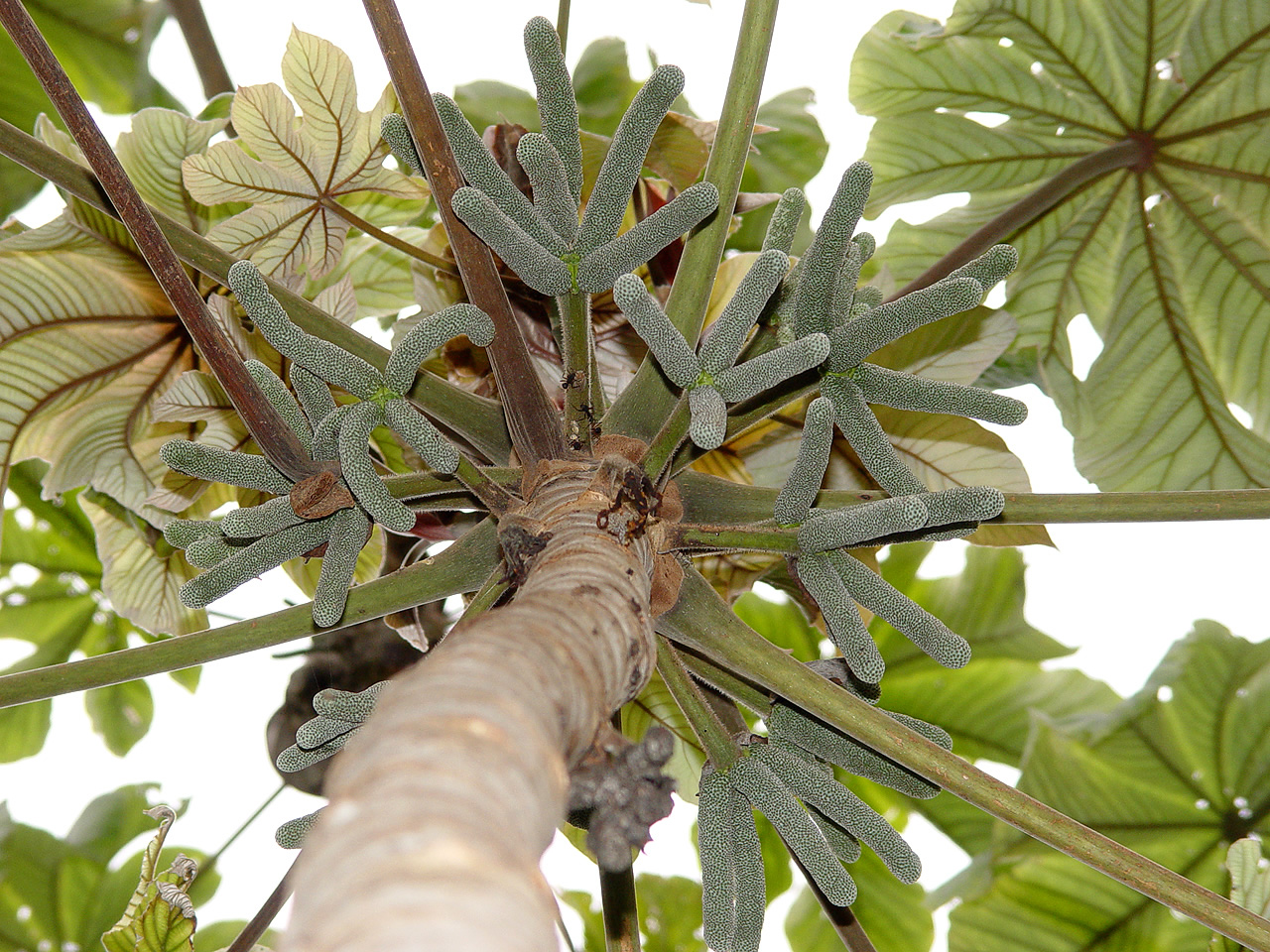 Medicina Oculta y Magia Práctica - Samael Aun Weor