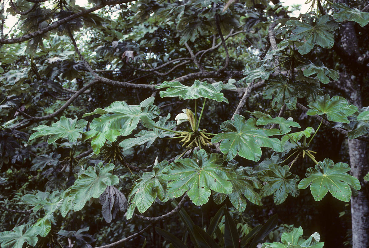 Medicina Oculta y Magia Práctica - Samael Aun Weor