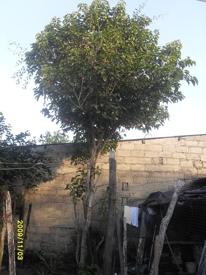 Medicina Oculta y Magia Práctica - Samael Aun Weor