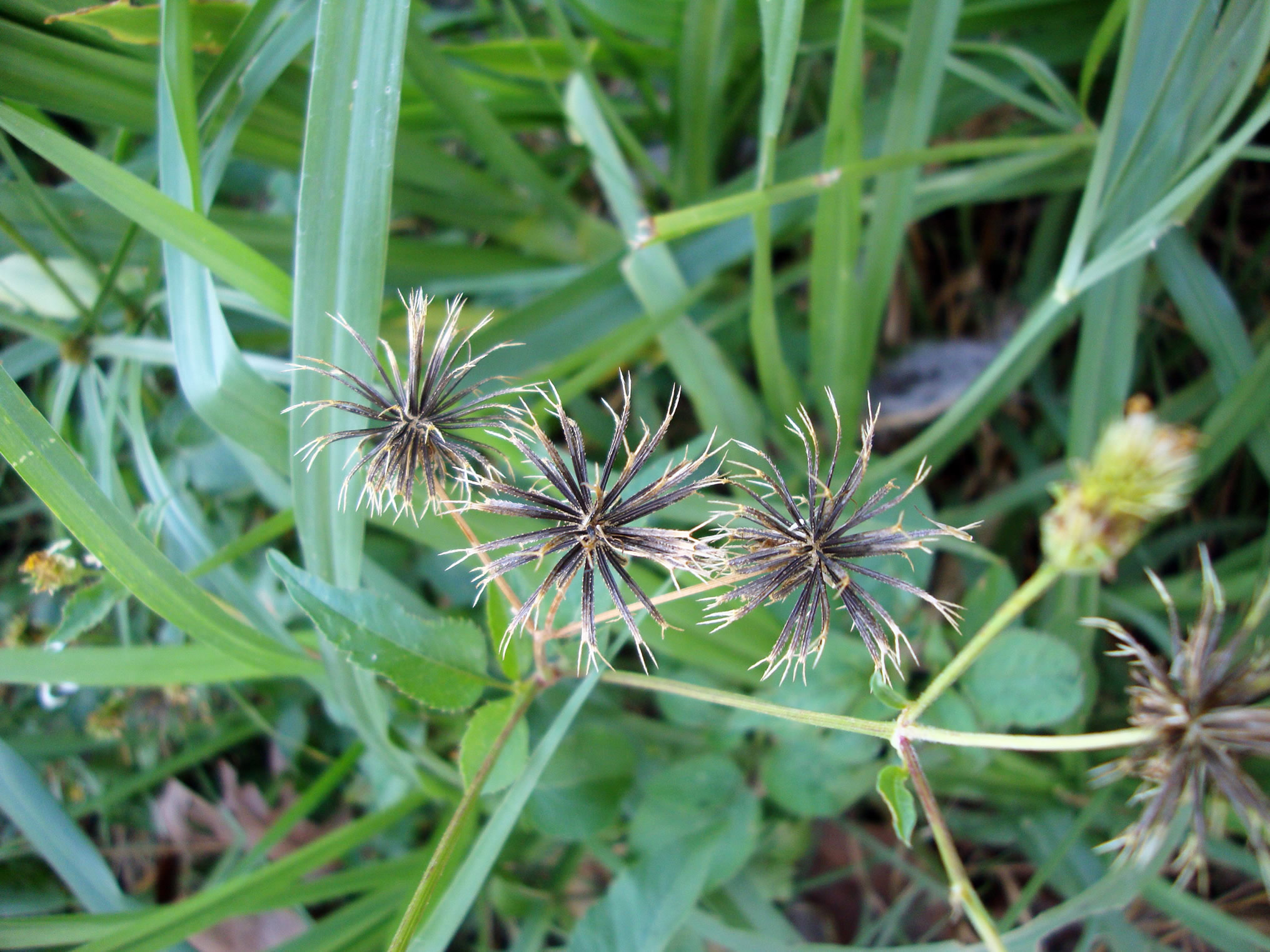 Medicina Oculta y Magia Práctica - Samael Aun Weor