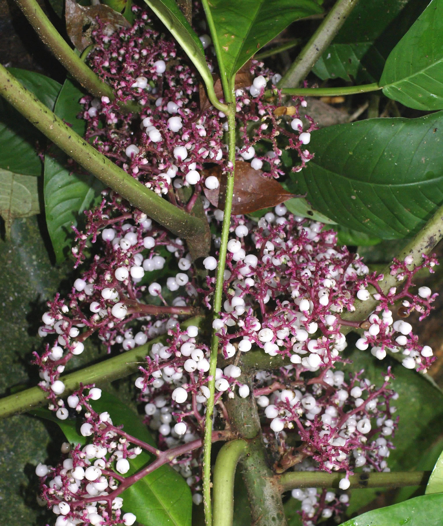 Medicina Oculta y Magia Práctica - Samael Aun Weor