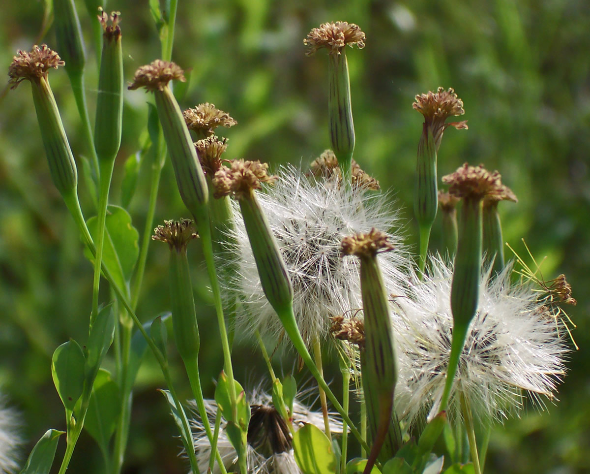 Medicina Oculta y Magia Práctica - Samael Aun Weor