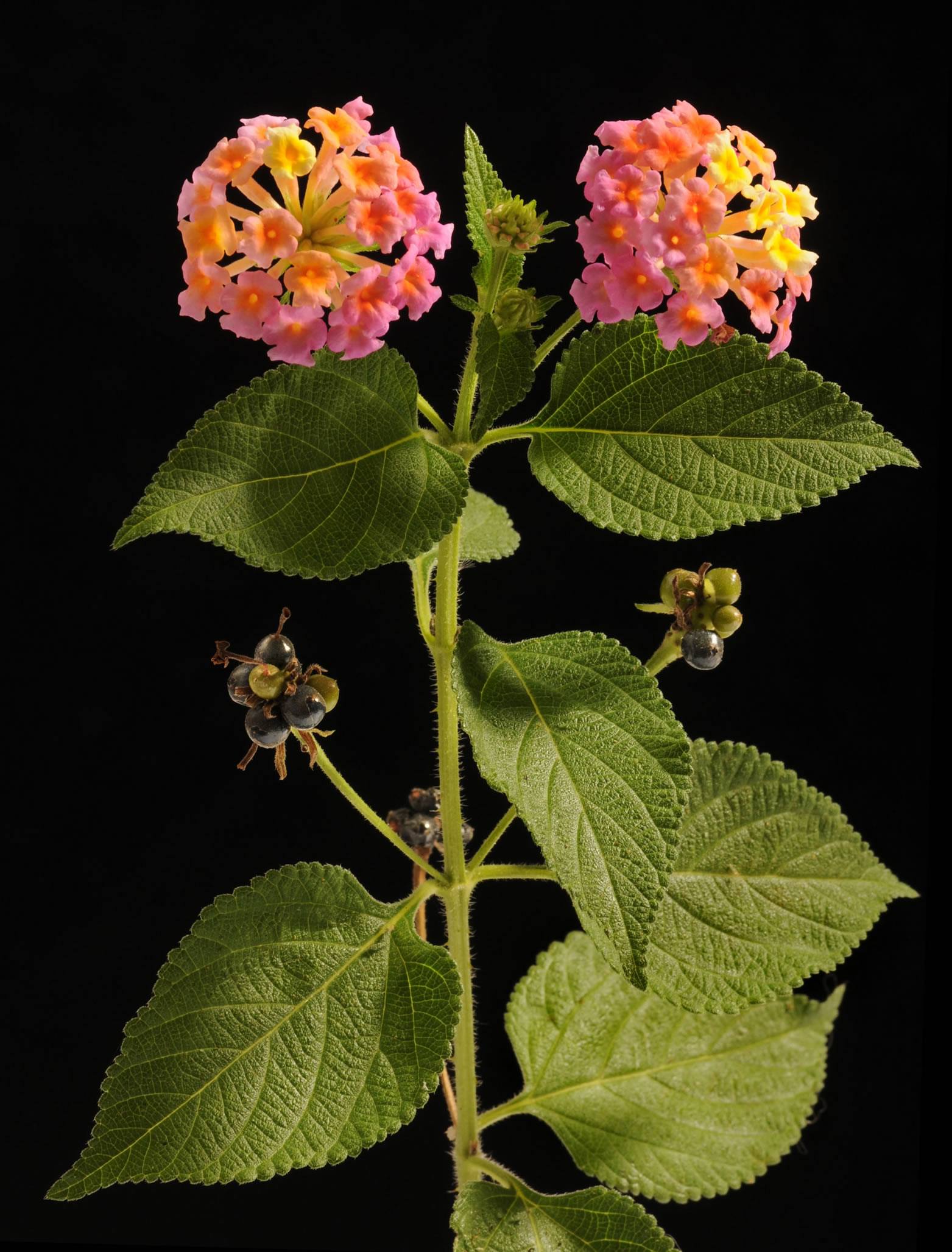 Medicina Oculta y Magia Práctica - Samael Aun Weor