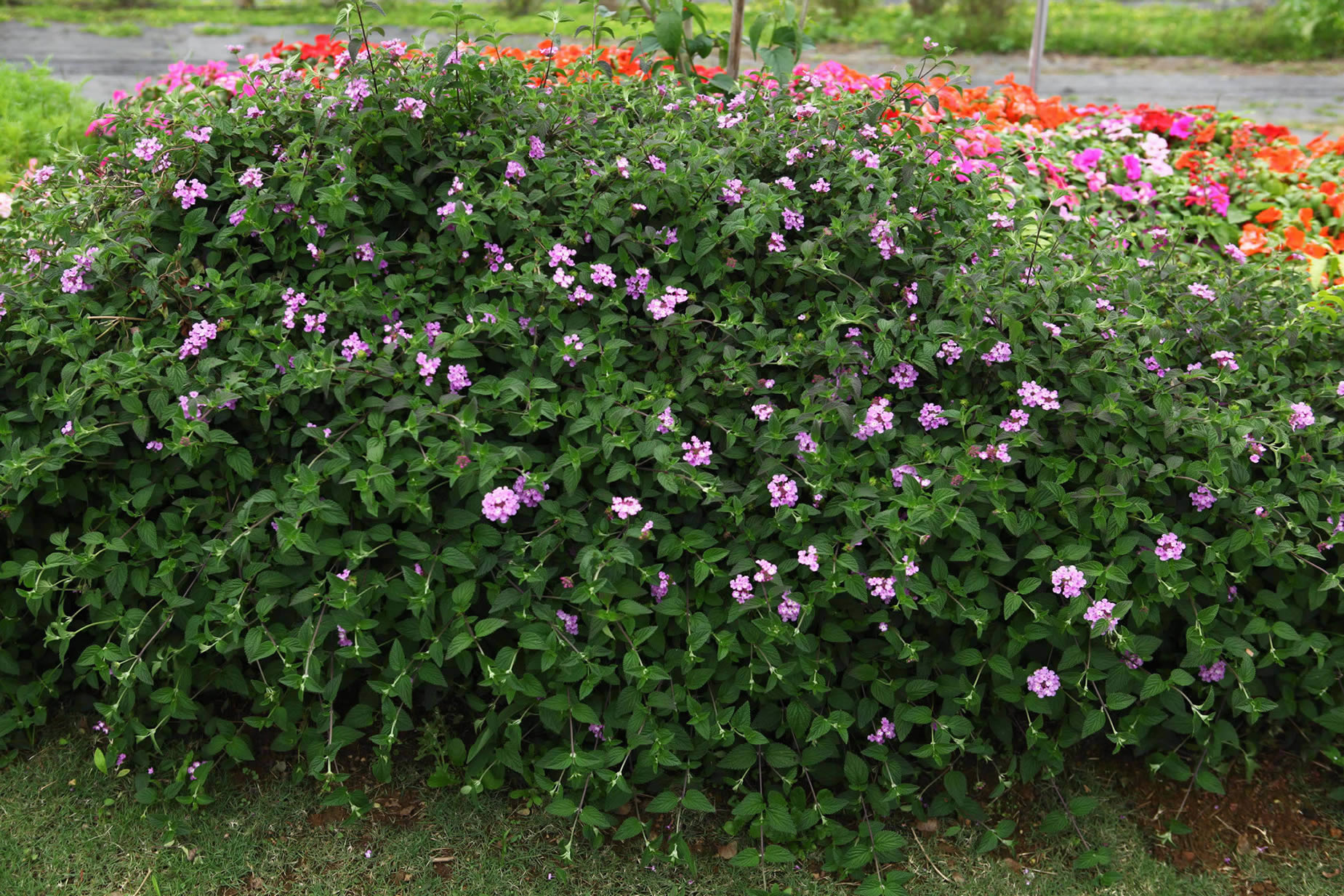 Medicina Oculta y Magia Práctica - Samael Aun Weor